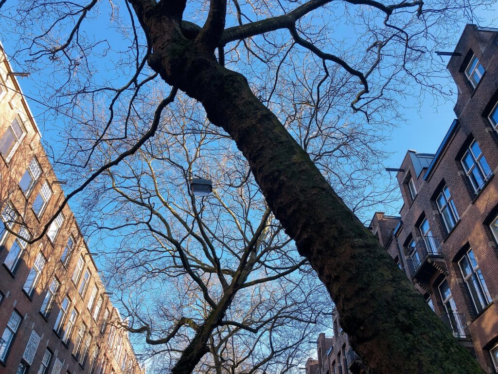 【オランダ】アムステルダムのロマン通り│オランダjp